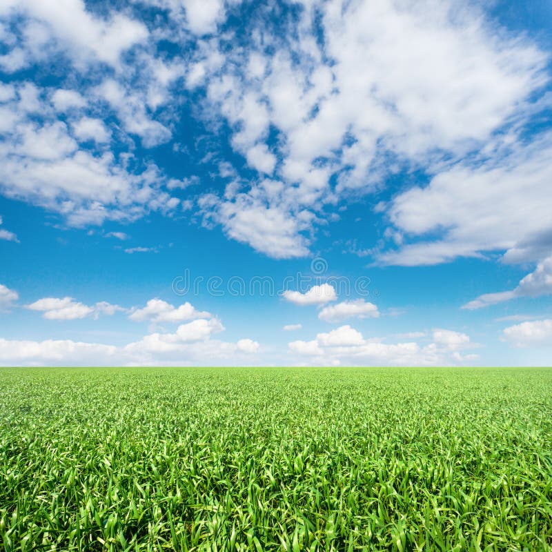 Prado Verde Debajo De Un Cielo Azul Foto de archivo - Imagen de ...