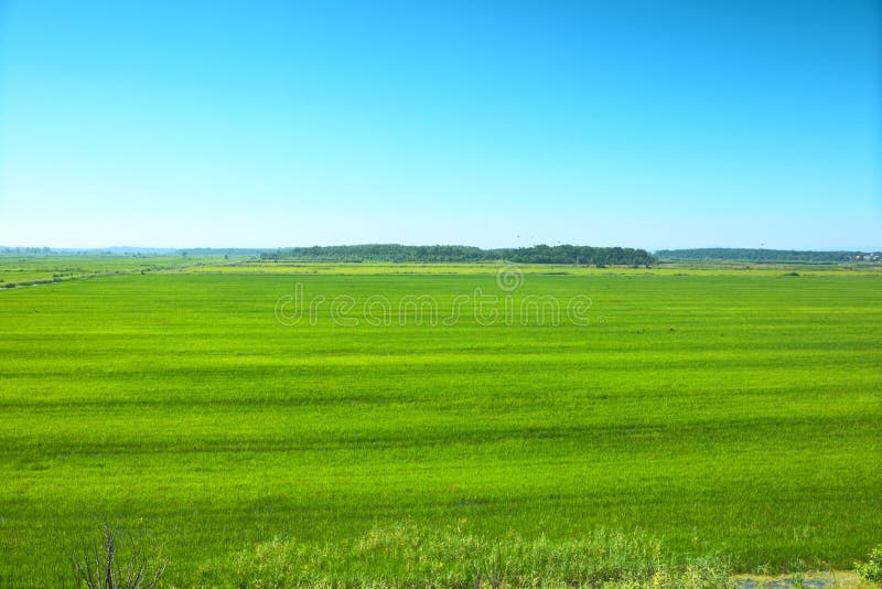 Prado Verde Debajo De Un Cielo Azul Foto de archivo - Imagen de ...