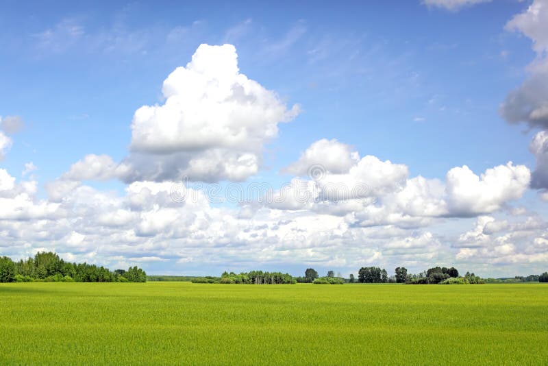 Prado verde veraniego imagen de archivo. Imagen de escena - 10615723