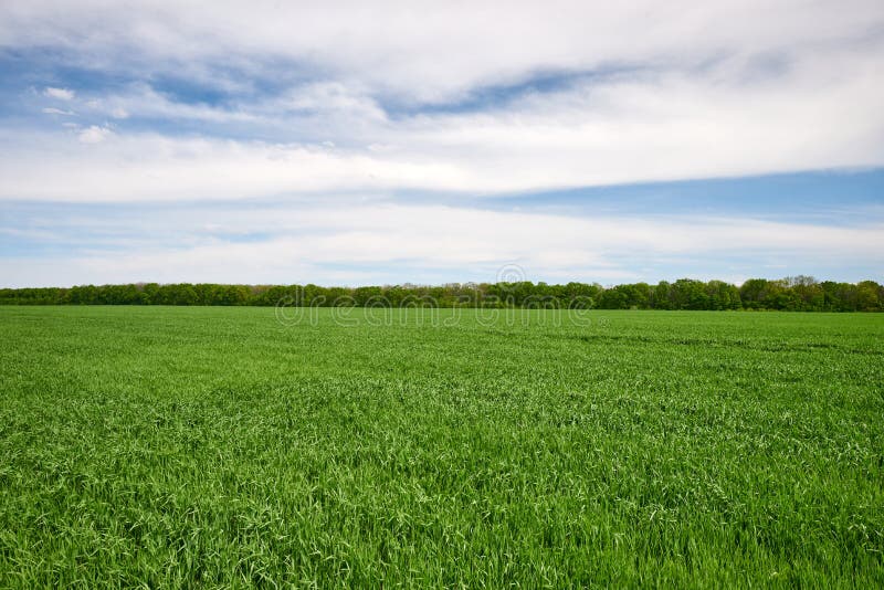 Pradera Verde Y Cielo Azul Con Bosque Foto de archivo - Imagen de ...