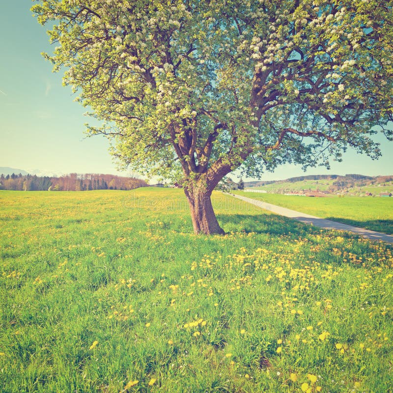 Prados foto de stock. Imagem de fazenda, pastar, campo - 88037152