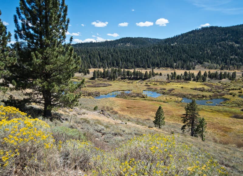Prados de Perazzo foto de archivo. Imagen de bosque, pescados - 58594728