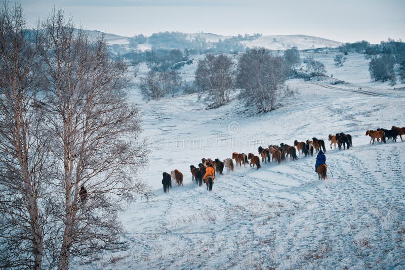 Prados De Ulan Buh En Invierno Imagen editorial - Imagen de mongol ...