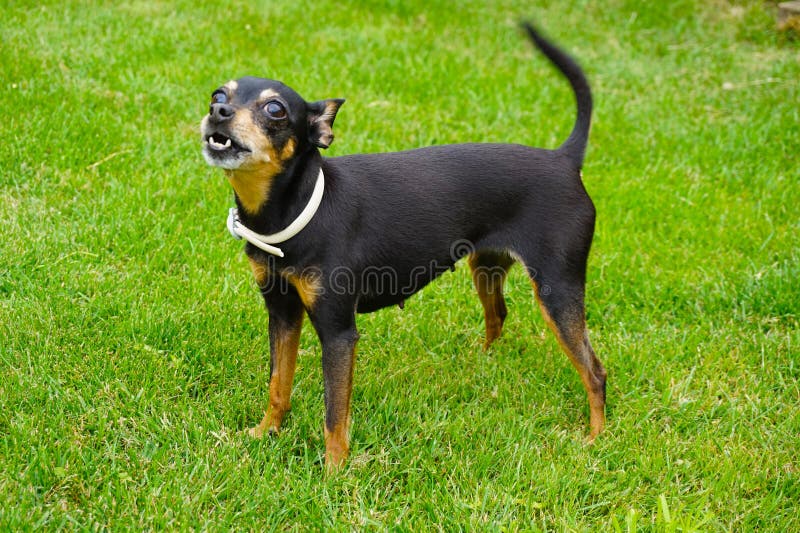 Prague ratter dog stock photo. Image of young, black - 92894038