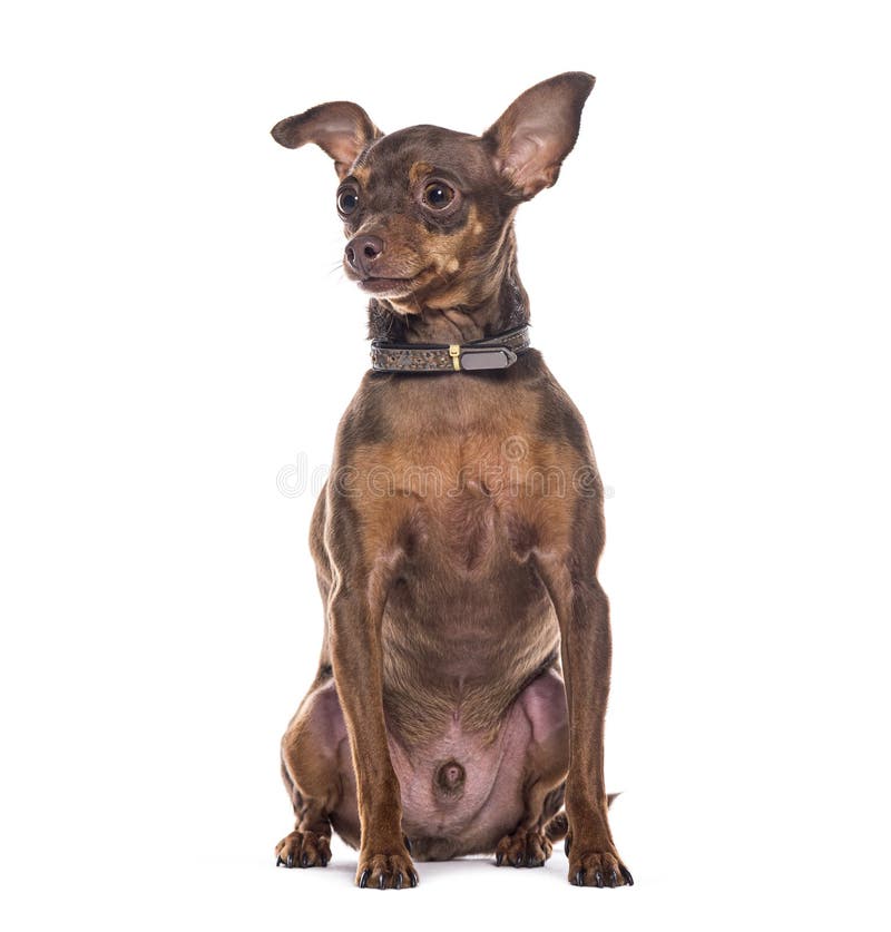 Prague Ratter, Isolated on White Stock Photo - Image of mammal, animal ...