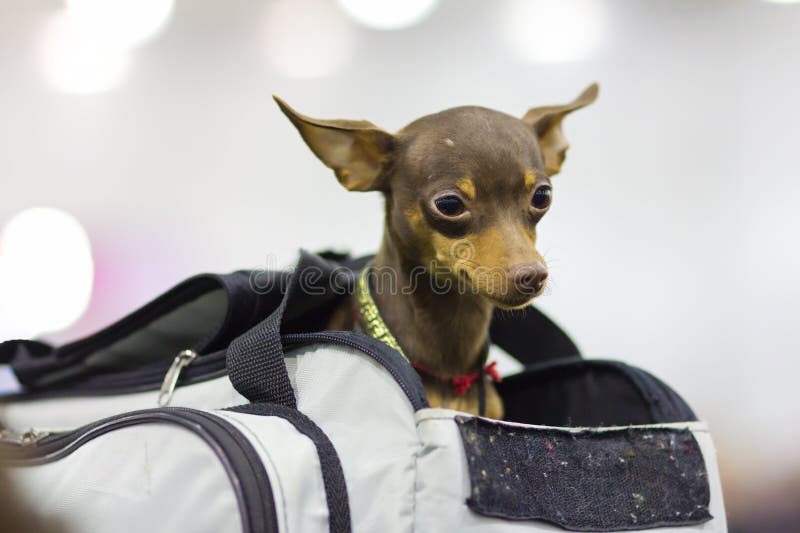 Prague Ratter or Prazsky Krysarik Stock Photo - Image of krysarik ...