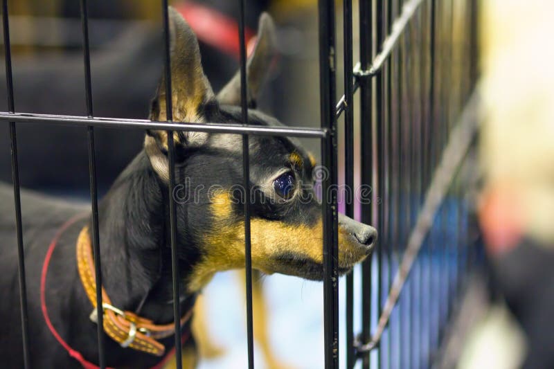 Prague Ratter or Prazsky Krysarik Stock Photo - Image of rattler ...