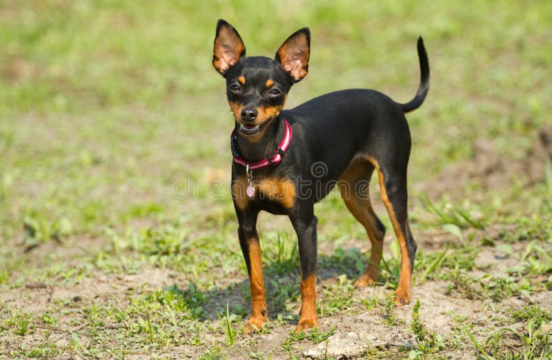 Prague Ratter stock image. Image of purebred, prazsky - 30538773