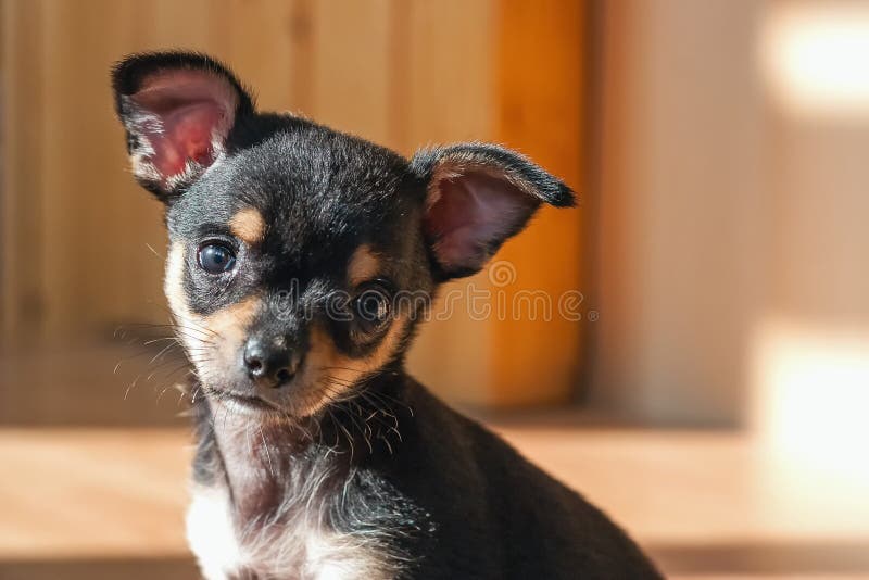 Prague Ratter Sitting on the Floor Stock Photo - Image of brown, animal ...