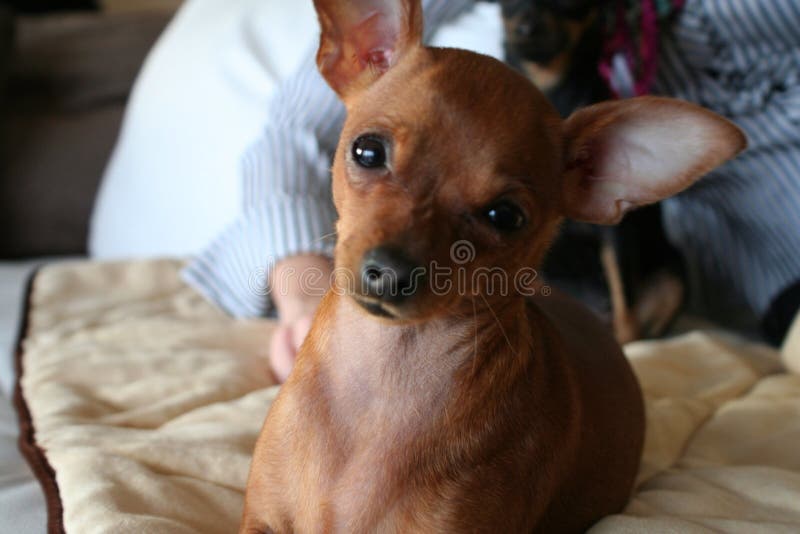 Prague Ratter stock image. Image of lying, coat, view - 44426489