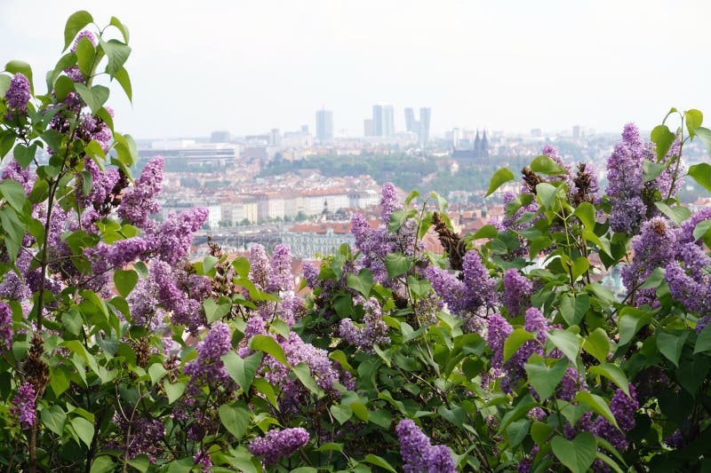 Prague, trees stock photo. Image of capital, tree, vltava - 93213530