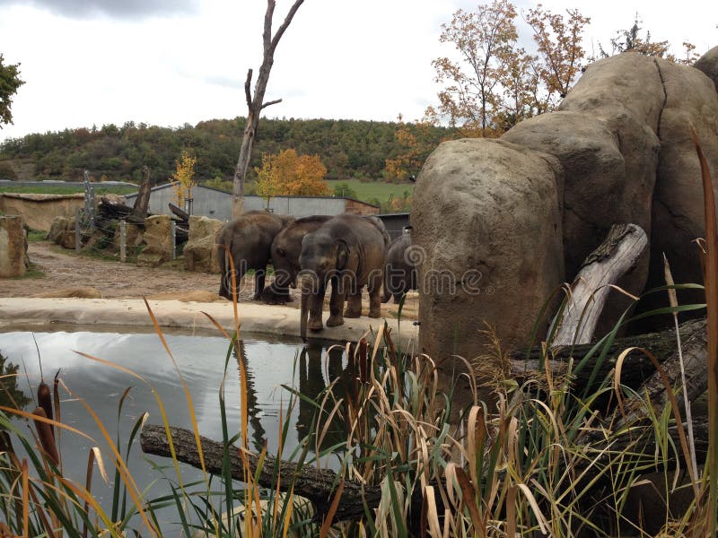 Prague ZOO stock photo. Image of prague, elephant, safari - 62110074
