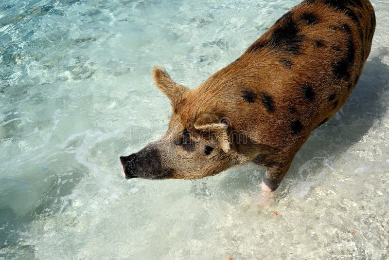 Porco Da Natação Na Ilha De Exuma Foto de Stock - Imagem de costa ...