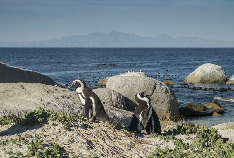 Praia Dos Pinguins Na Cidade Do Cabo Foto de Stock - Imagem de wildlife ...