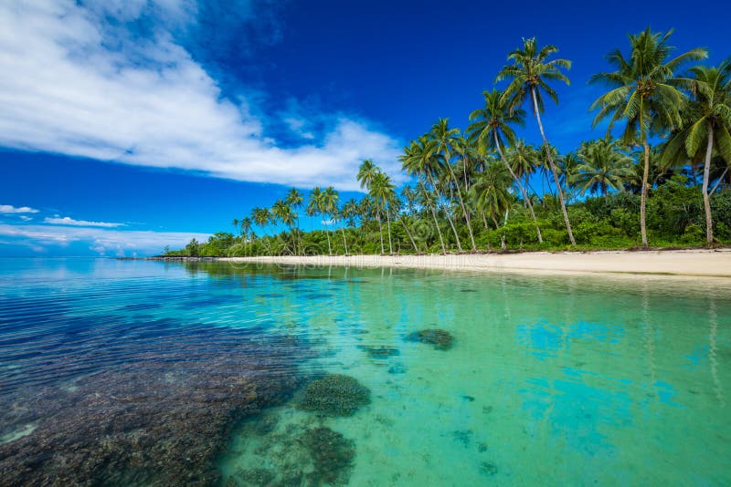Praia Tropical Ao Sul Da Ilha De Samoa Com Palmeiras De Coco Foto de ...