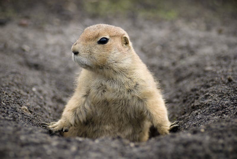 Prairi Dog stock photo. Image of brown, prairie, squirrel - 10760546