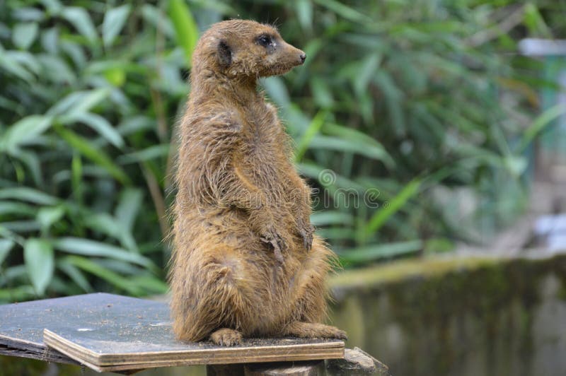 Prairi Dog stock photo. Image of brown, prairie, squirrel - 10760546