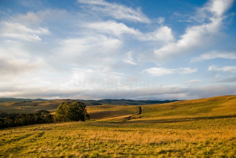 Tree stock photo. Image of prairie, land, grass, light - 6527266
