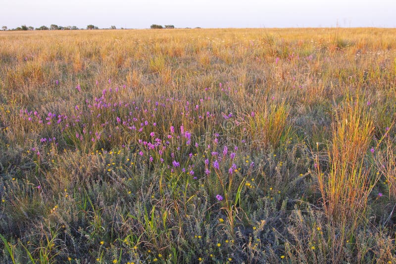 Prairie stock image. Image of field, wildflowers, colorful - 20995667
