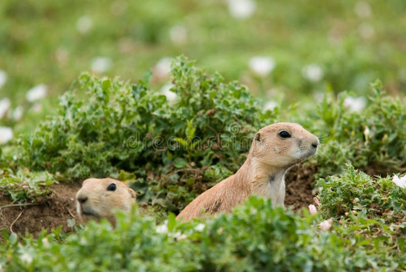 Prairie Dogs stock image. Image of brown, squirrel, colorado - 5761787