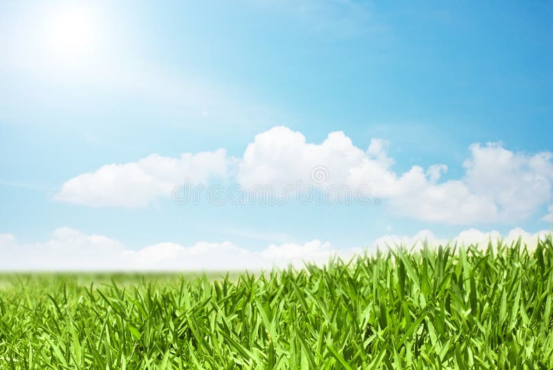 Prairie image stock. Image du afield, normal, beau, plaine - 6085527