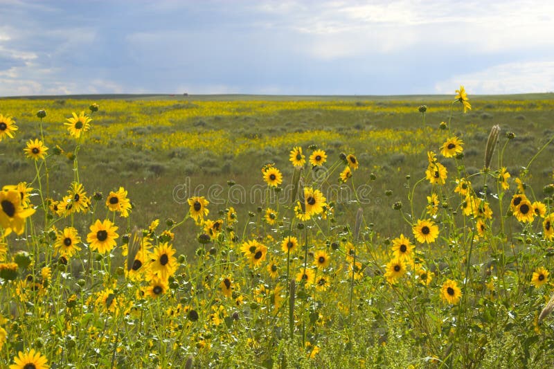 Prairie in bloom stock image. Image of bunch, green, beauty - 3372187