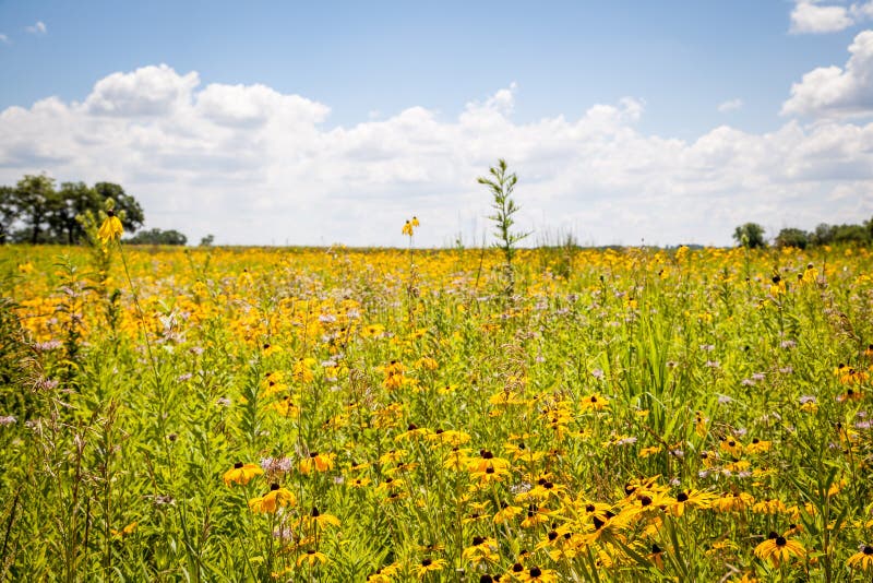 Prairie in bloom stock image. Image of susan, brown, full - 91854087