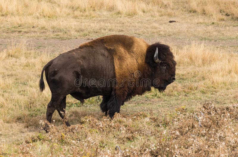 Prairie Buffalo, Alberta Canada Stock Photo - Image of prairie, farm ...