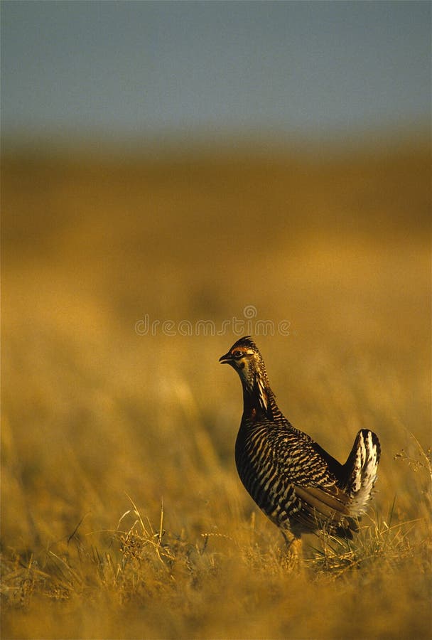 Prairie Chicken Strutting on Fencepost Stock Photo - Image of orange ...