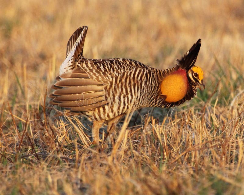 Prairie chicken stock image. Image of endangered, animal - 25718159