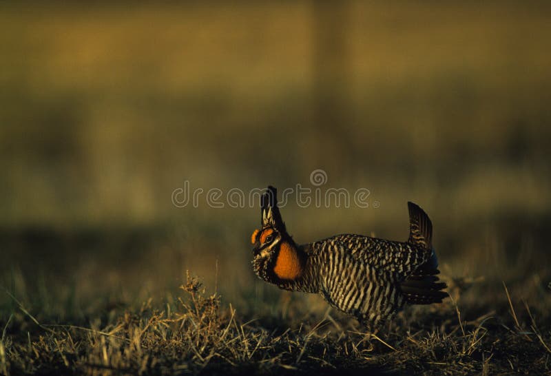 Prairie Chicken stock image. Image of plains, grouse, strutting - 8564589
