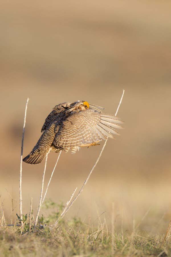 Prairie Chicken Attacking Sage Stock Image - Image of feathers, birds ...