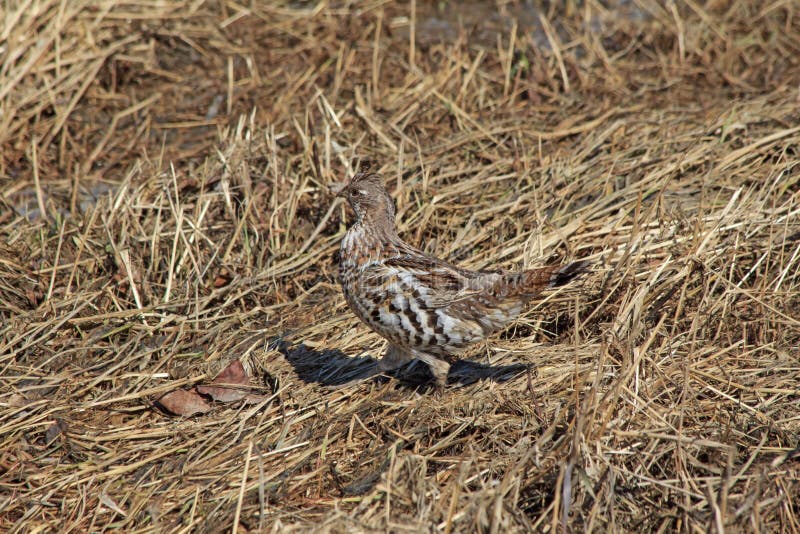 Prairie chicken stock photo. Image of fowl, camouflage - 40021876