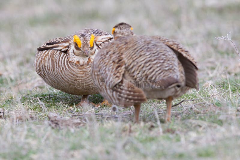Lesser Prairie Chicken Stock Photos - Free & Royalty-Free Stock Photos ...