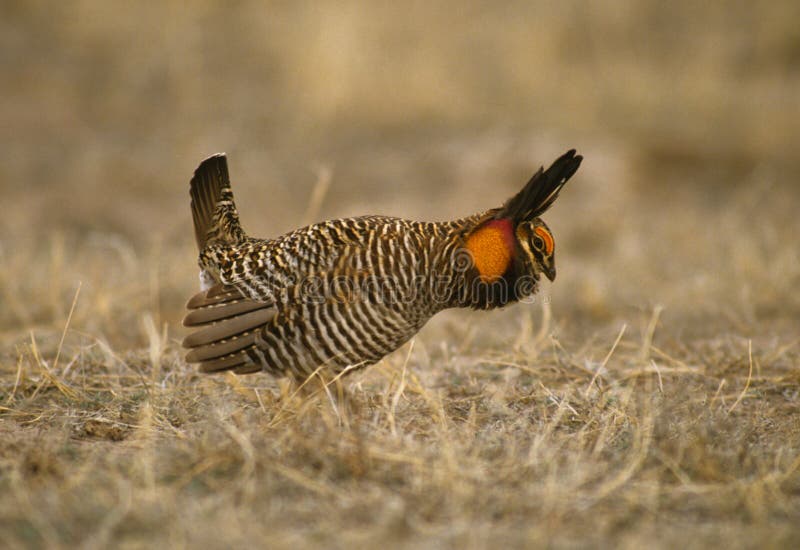 Prairie Chicken Strutting stock image. Image of displaying - 12064879
