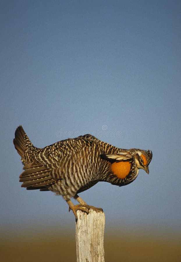 Prairie Chicken Strutting on Fencepost Stock Photo - Image of orange ...
