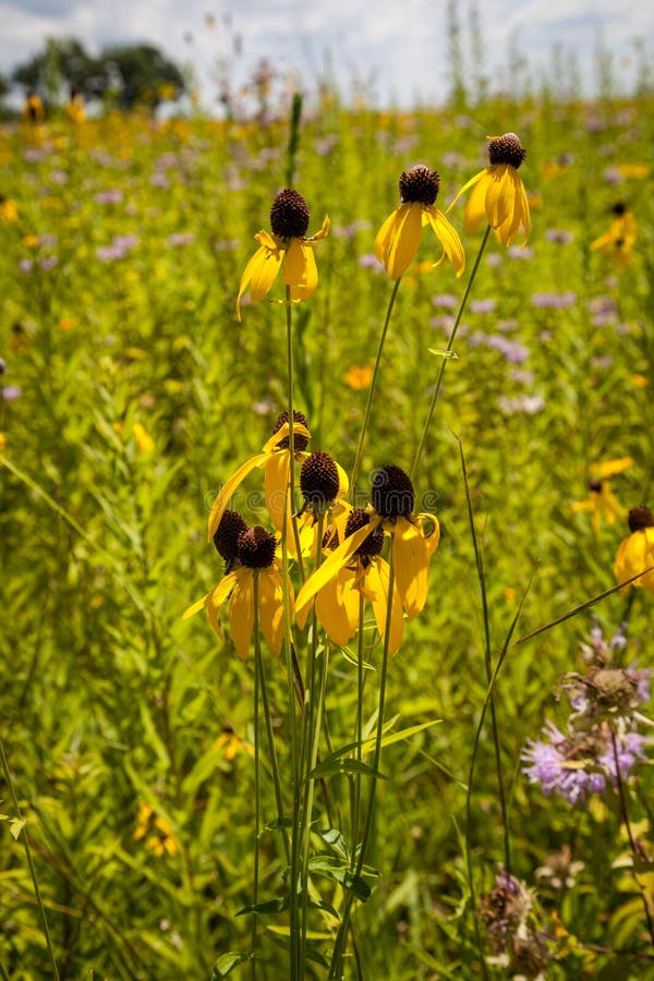 Prairie coneflower stock image. Image of native, bergamot - 91854099