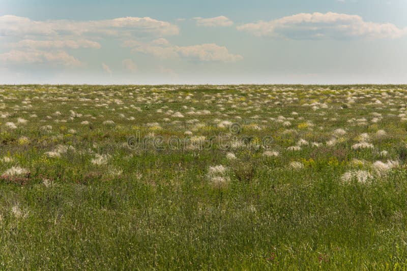 Prairie, Covered with Flowering Stipa. the Steppe in the Spring Season ...