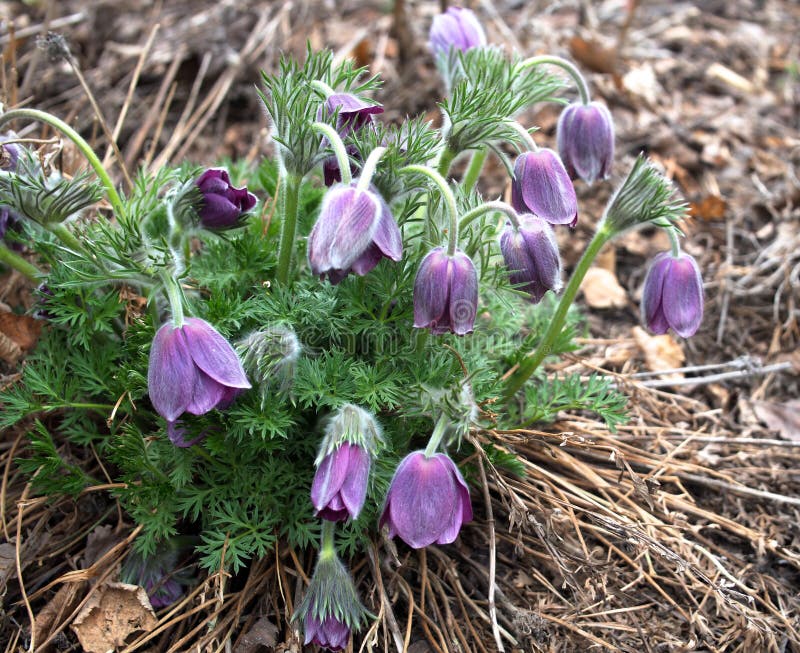 Prairie Crocus or Anemone Patens Seed Heads Stock Image - Image of ...