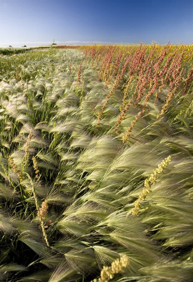 Prairie Crop with weeds stock image. Image of countryside - 23678693