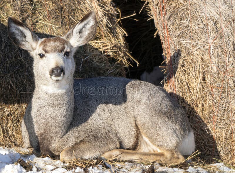 Prairie Deer Saskatchewan stock image. Image of nature - 305173515