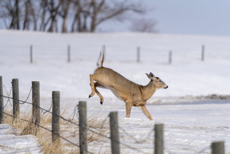 Prairie Deer Saskatchewan stock photo. Image of wildlife - 305173530