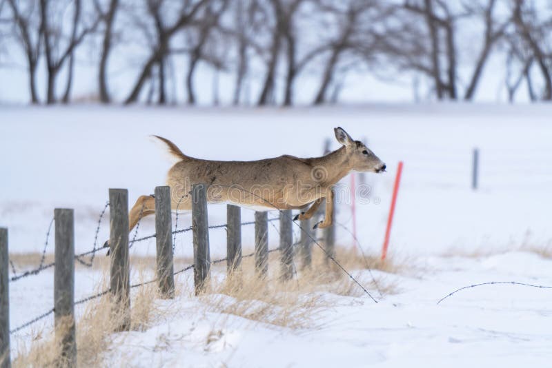 Prairie Deer Saskatchewan stock photo. Image of rural - 305173532