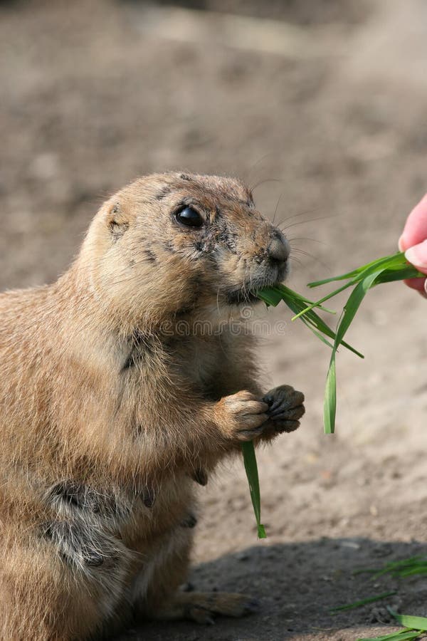 Prairie Dog Feeding stock photo. Image of food, sunshine - 13756934