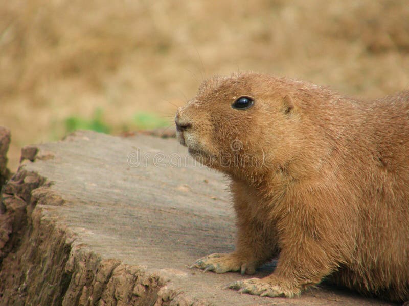 Prairie Dog stock photo. Image of desert, prairie, animal - 11029368