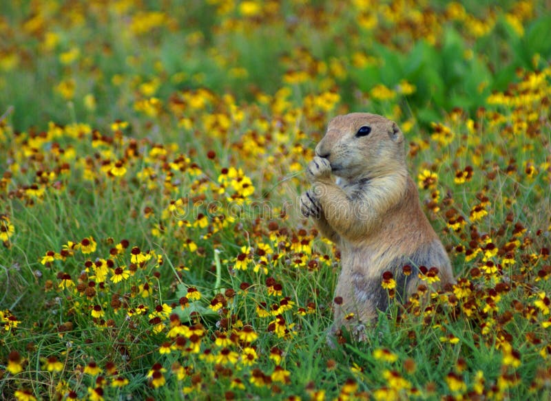 Prairie Dog Feeding stock photo. Image of food, sunshine - 13756934