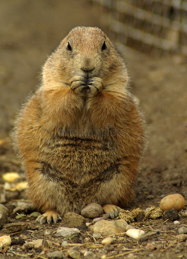 Prairi Dog stock photo. Image of brown, prairie, squirrel - 10760546