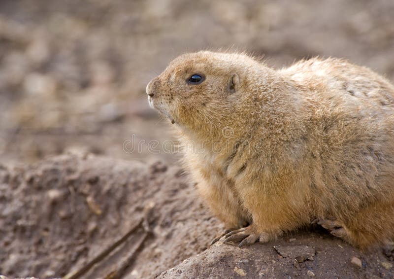 Prairie Dog stock photo. Image of small, prairie, space - 11966502