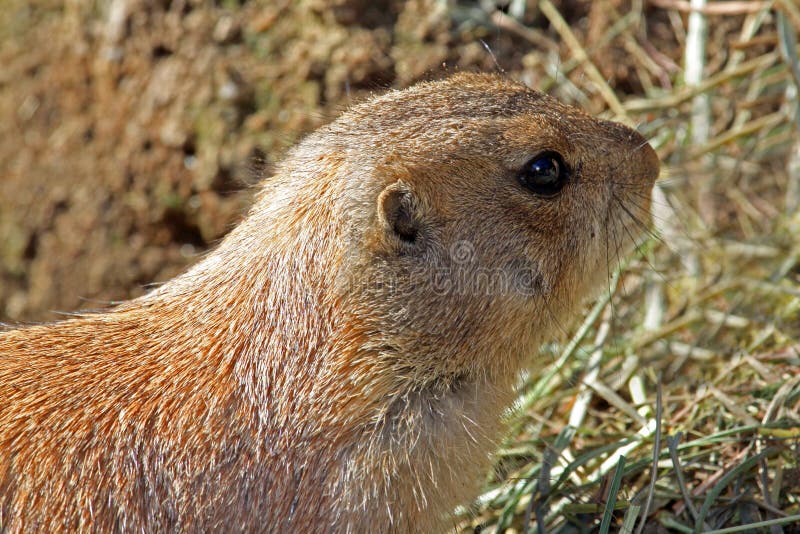 Prairie Dog stock photo. Image of guard, eating, look - 12378942