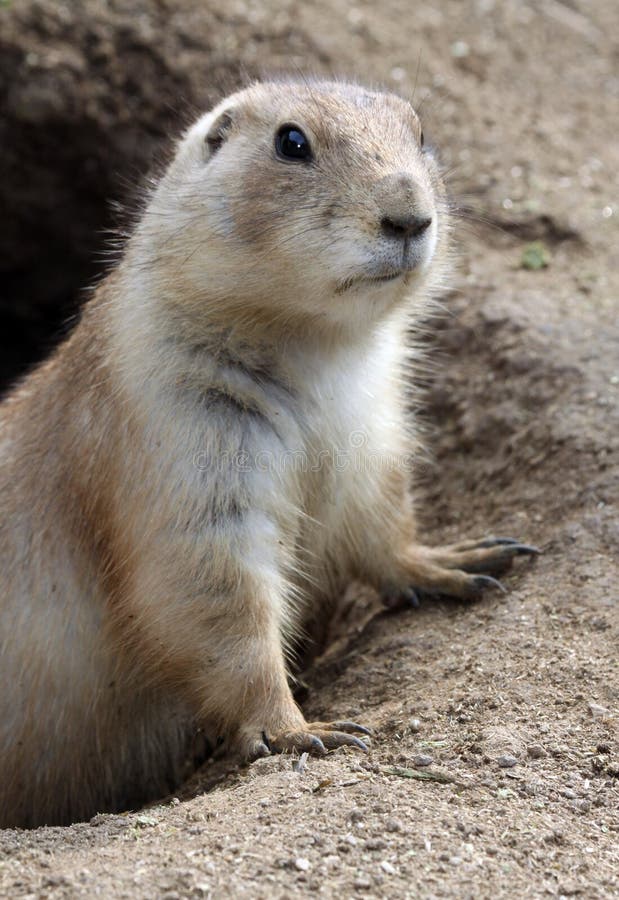 Prairie Dog stock photo. Image of desert, ground, prairie - 21153676